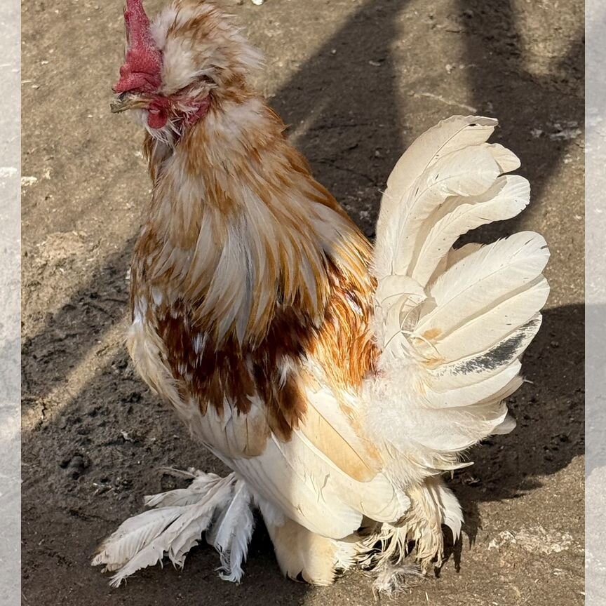 Петухи Алтайской Бентамки