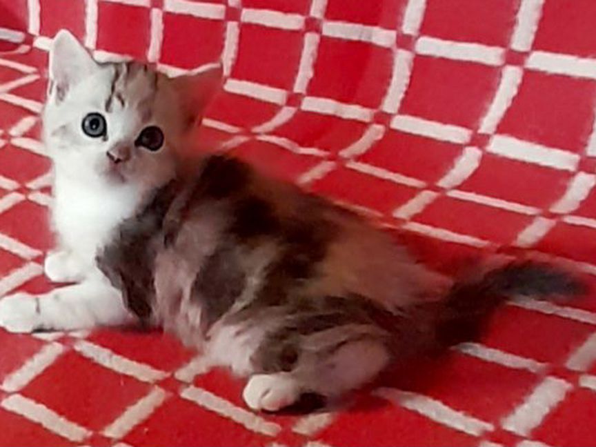 Шотландская кошечка 1,5 месяца
