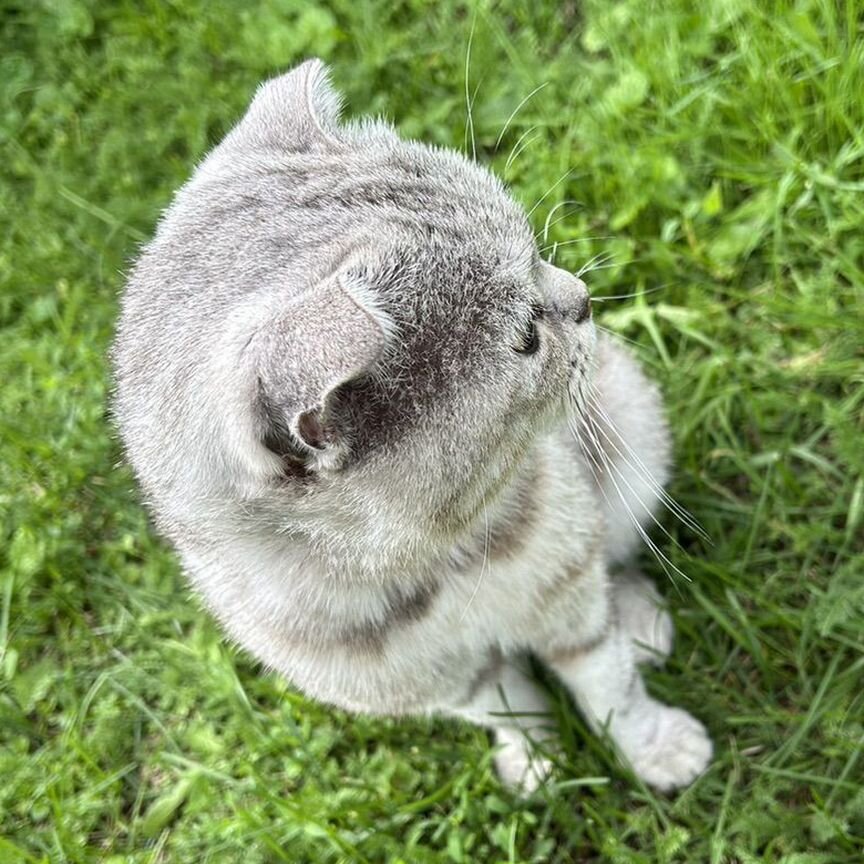 Шотланский вислоухий кот