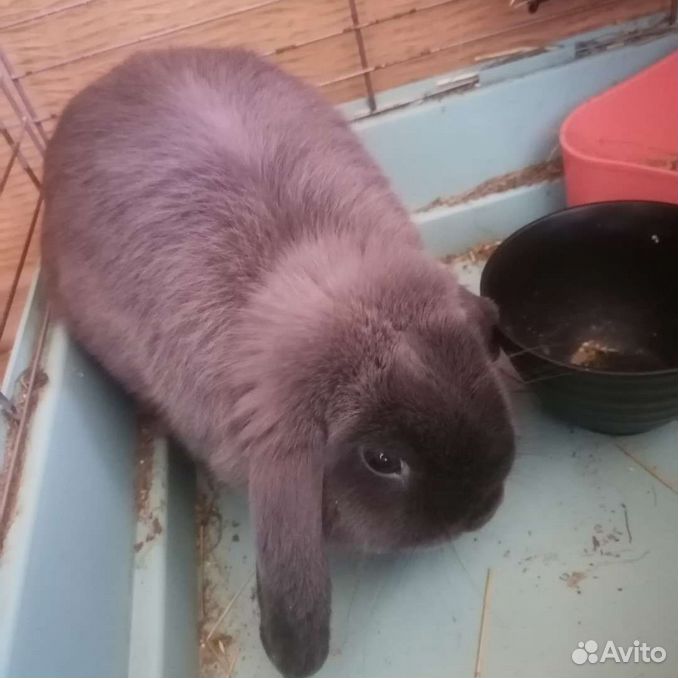 Декоративные кролики вислоухие