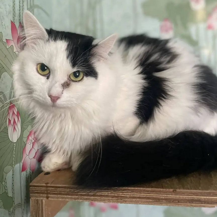 Взрослый кот в добрые руки