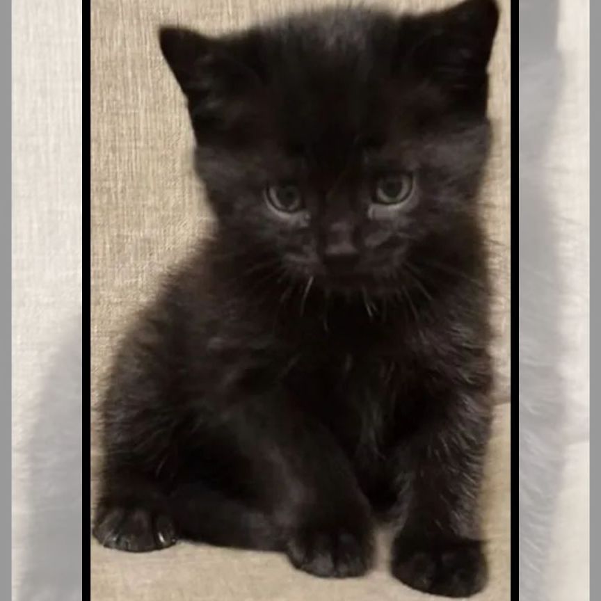 Шотландский вислоухий короткошёрстный котёнок