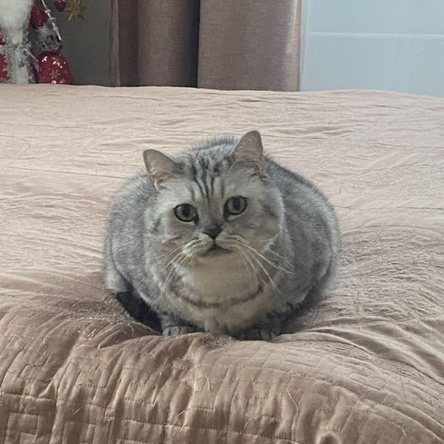 Кот британец бесплатно