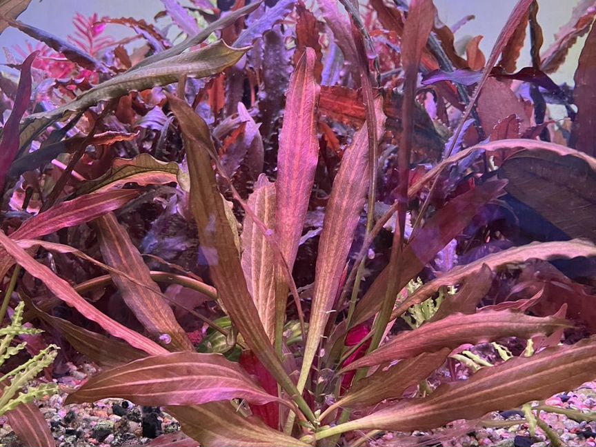 Эхинодорус магрибинец аквариумное растение