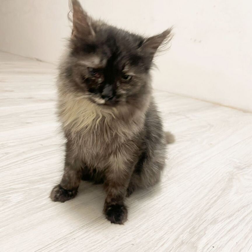 Котенок кошечка в самые добрые руки