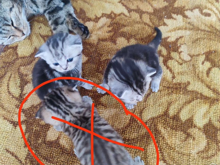 Шотландские котята с мраморным окрасом