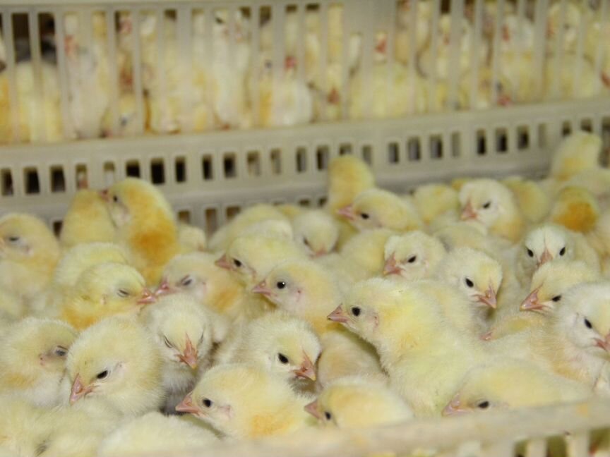 Цыплята бройлеры