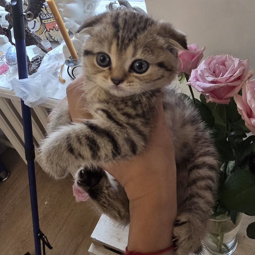 Шотландский вислоухий короткошёрстный котёнок