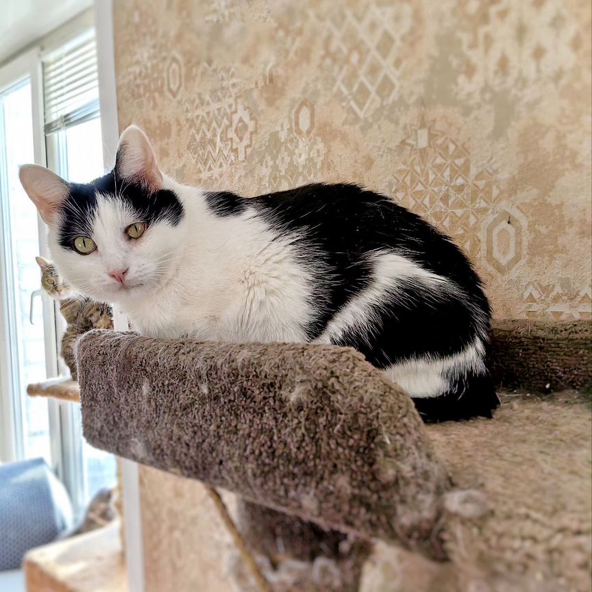 Круглая кошечка ищет дом