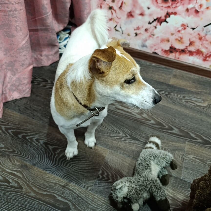 Джек-рассел-терьер, взрослый пёс