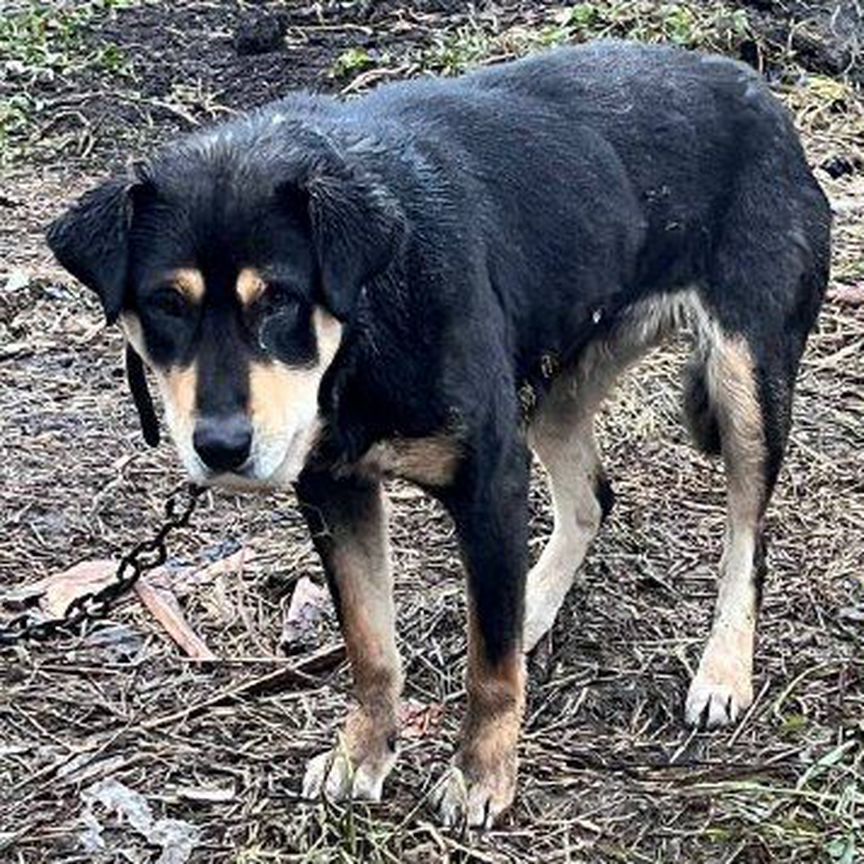 Ротвейлер, взрослая собака