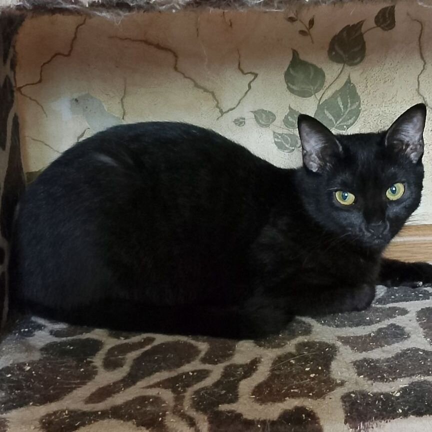 Бомбейский котёнок