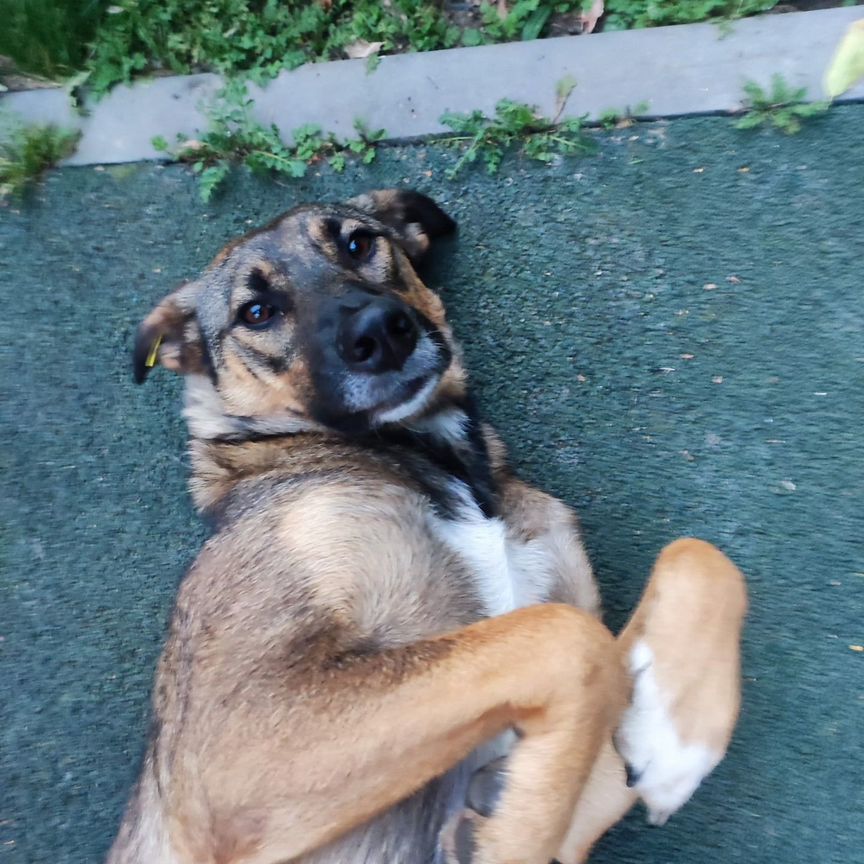 Хорошая охранница в добрые руки