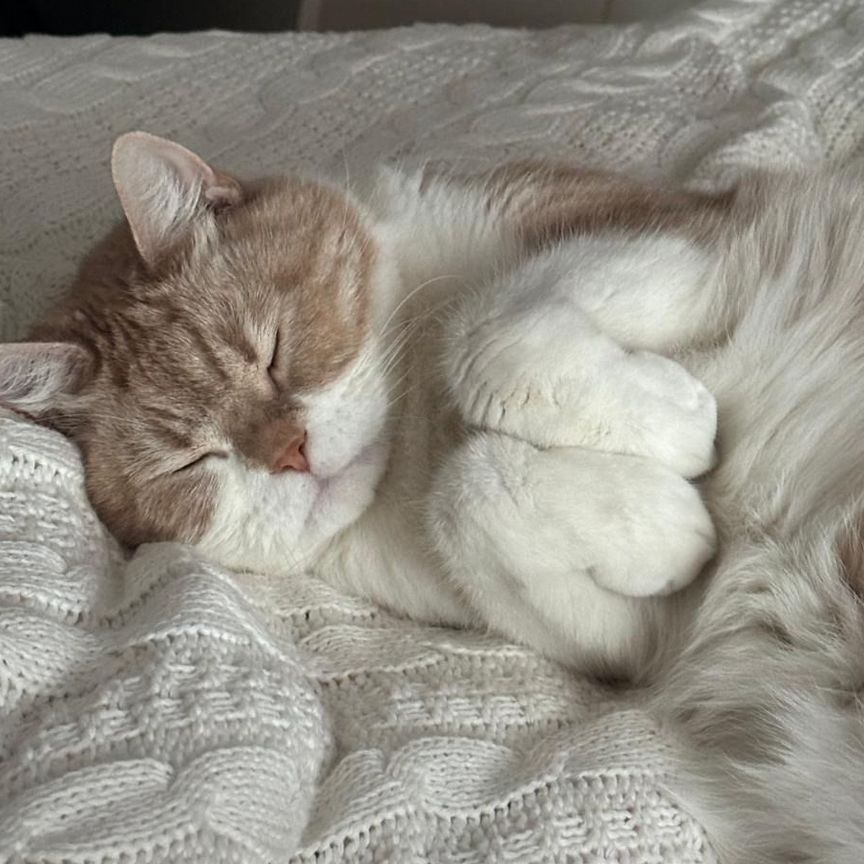 Отдам рыжего кота скотиш страйт в добрые руки