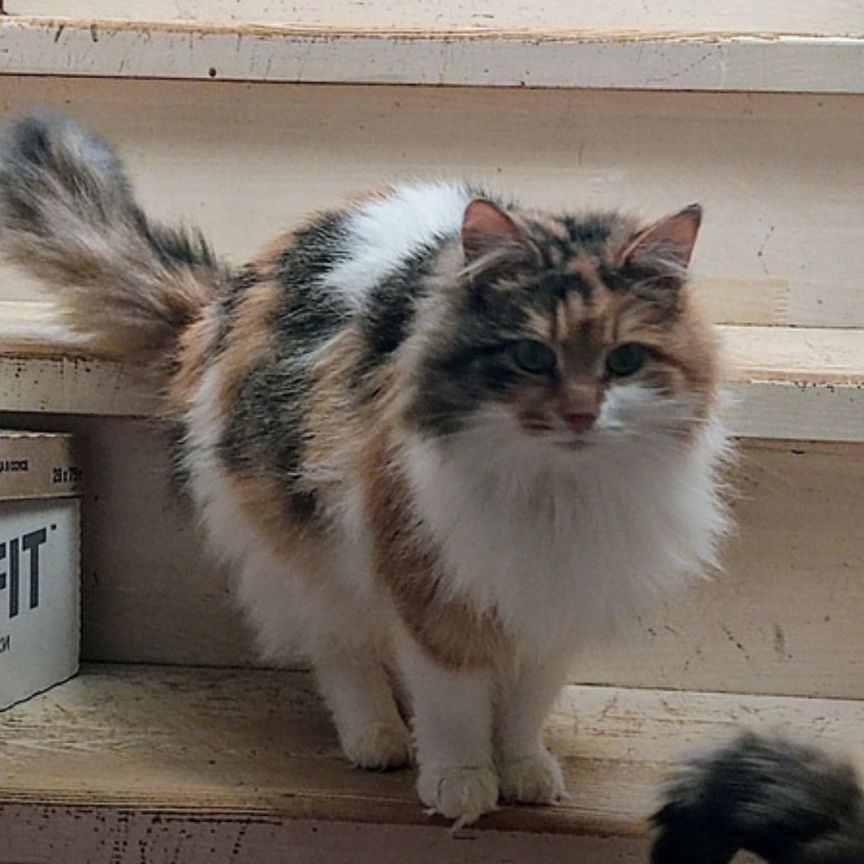 Прекрасная кошечка