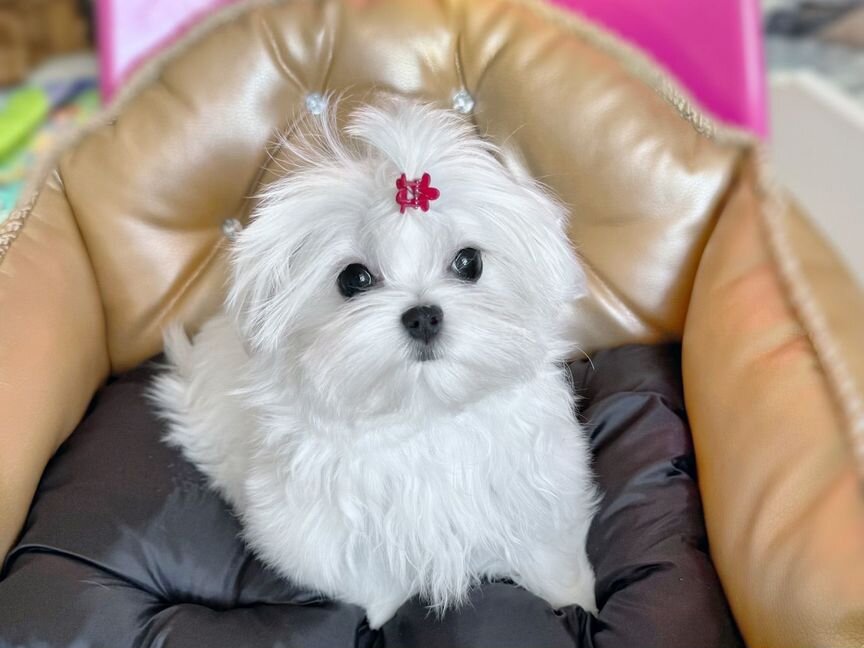 Суперкукольная красотка мальтезе Корея