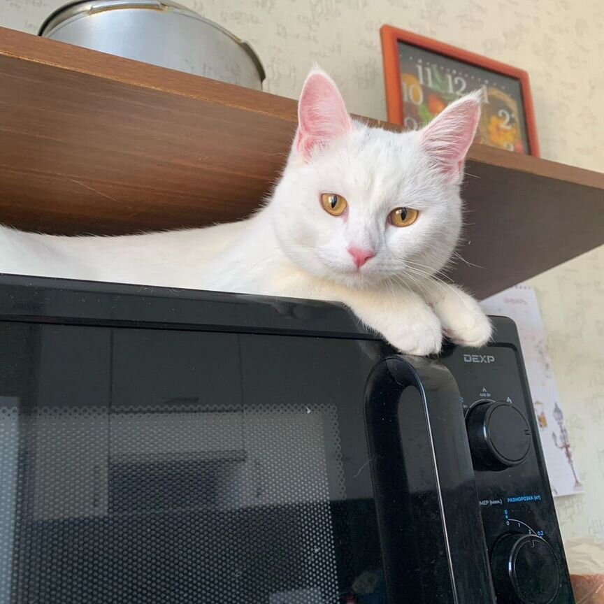 Отдам хорошеньких мурлык в добрые руки