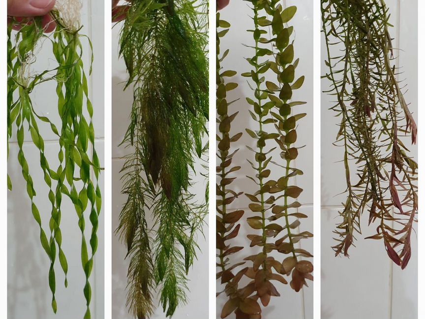 Прополка, растения для аквариума