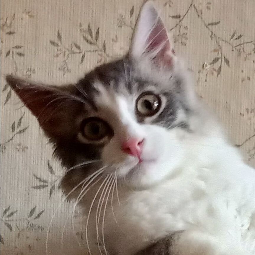 Котенок кот серый с белым пушистый отдам даром