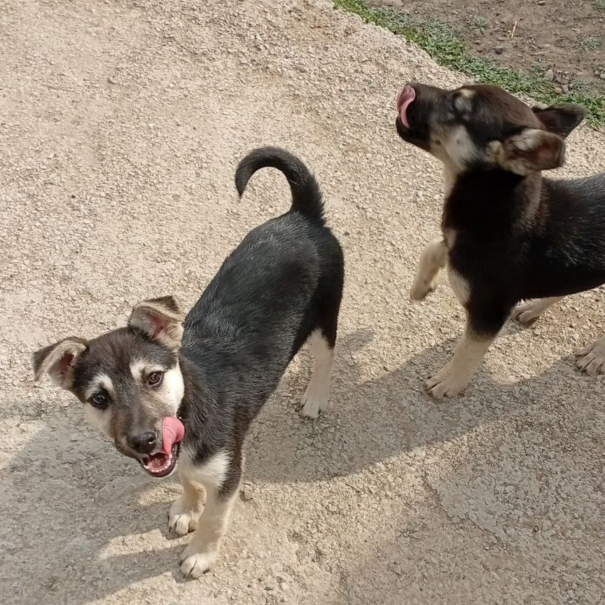 Отдам в добрые руки щенков смешанной породы