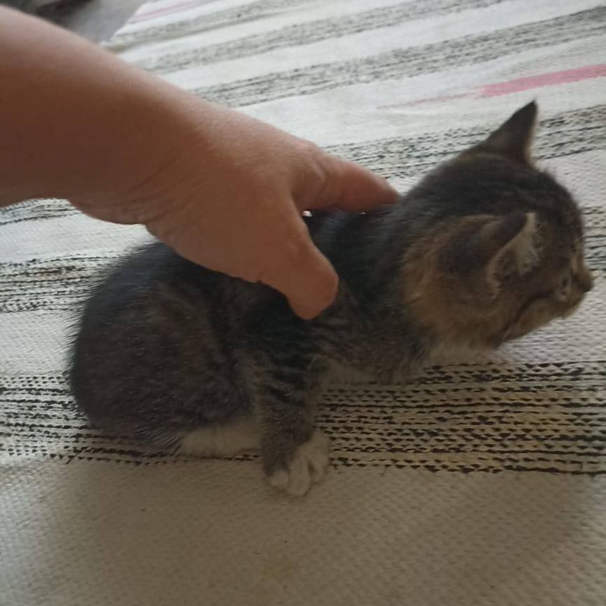 Отлдам котенка в добрые руки