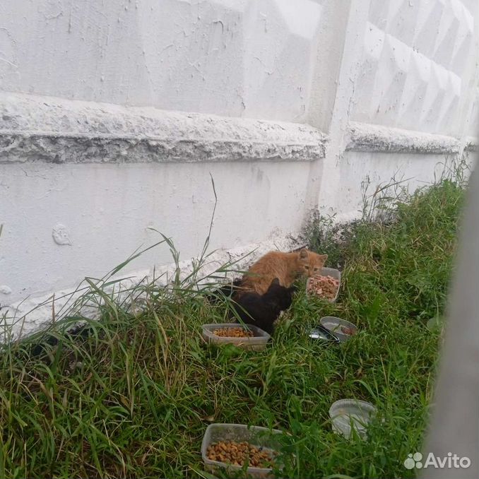 Кошка и котята на стройке