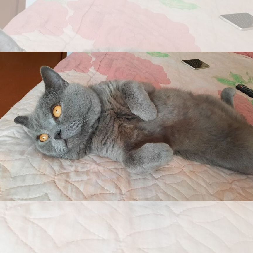 Британский короткошёрстный, взрослый кот