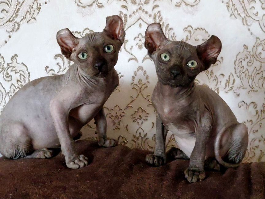 Канадский сфинкс,эльфы черные