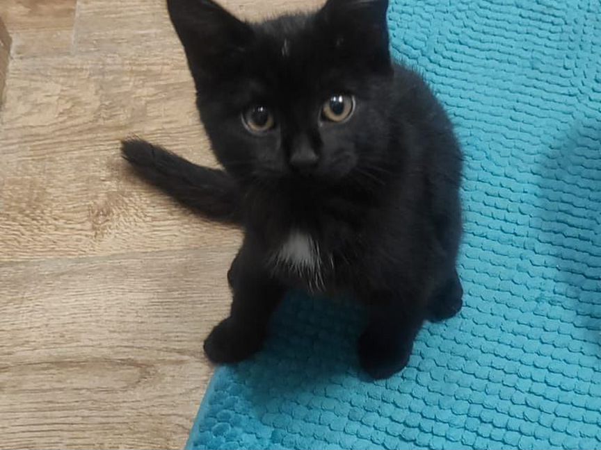 Кошка