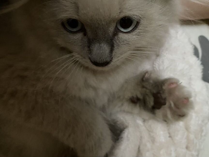 Кот