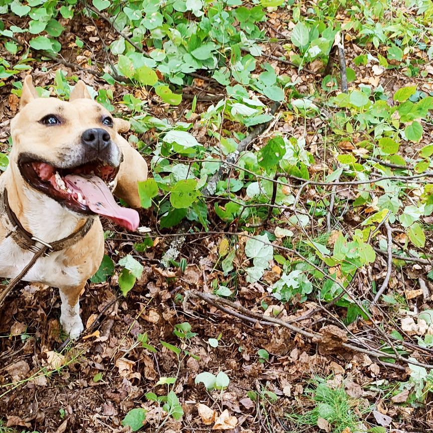 Амстафф вязка. Девочка 4 года. Ищем кавалера