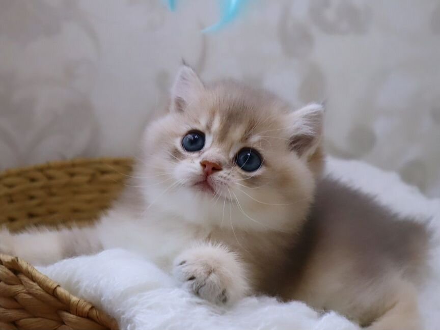 Британские котята голубая золотая шиншилла, 2мес