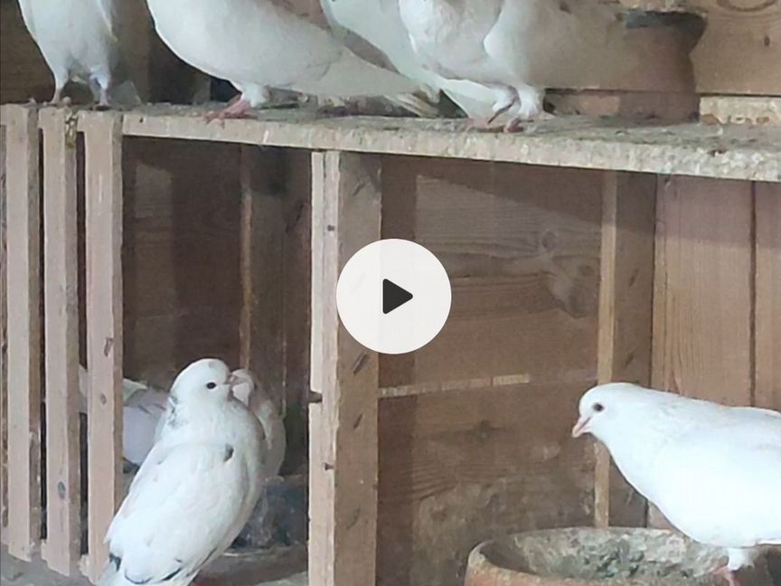 Поющие голуби