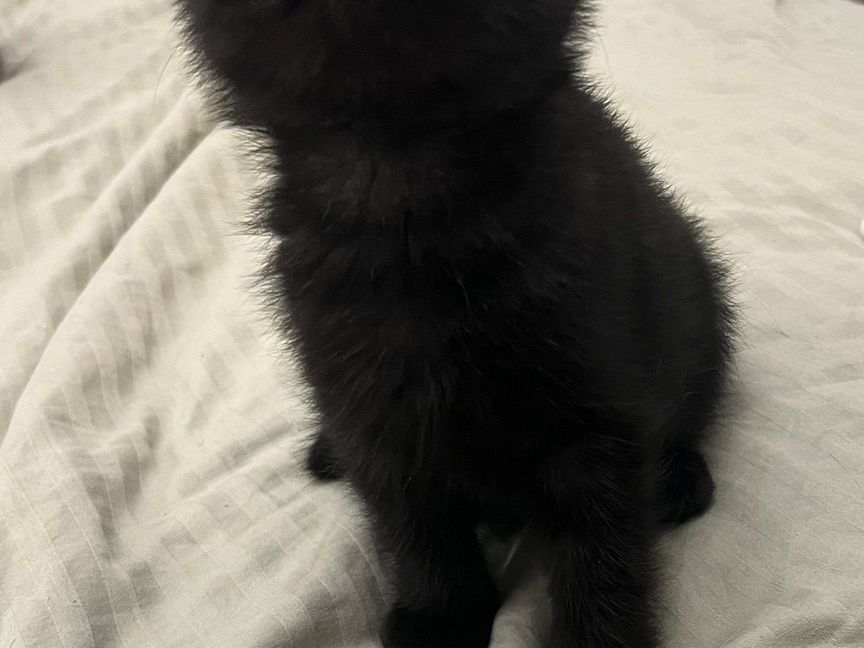 Котенок экзот экстремальный