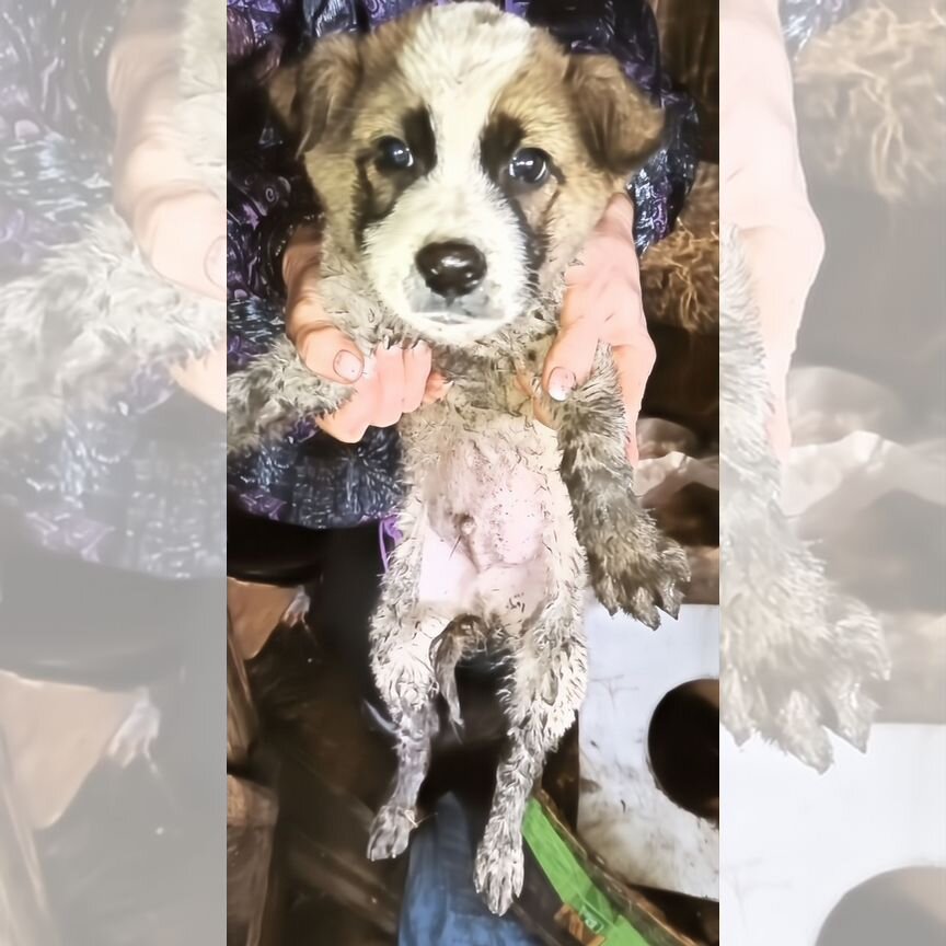 Щенок в добрые руки