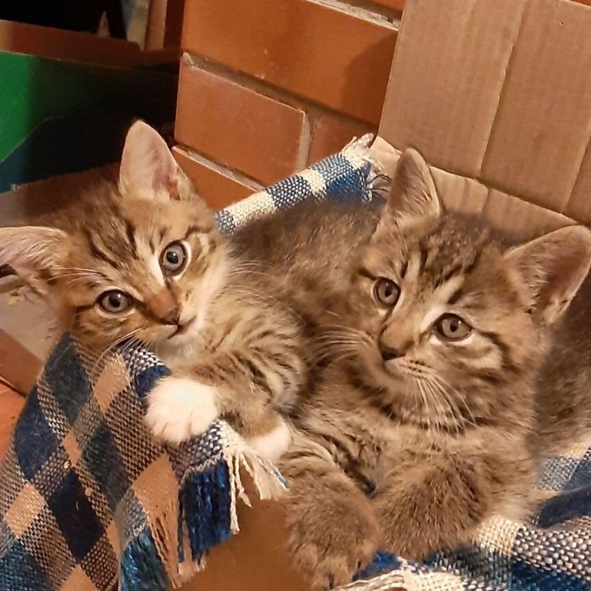 Беспородные котята