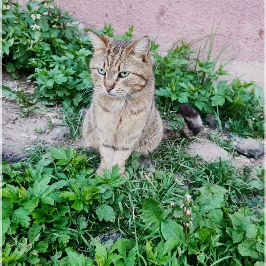 Взрослый кот в добрые руки