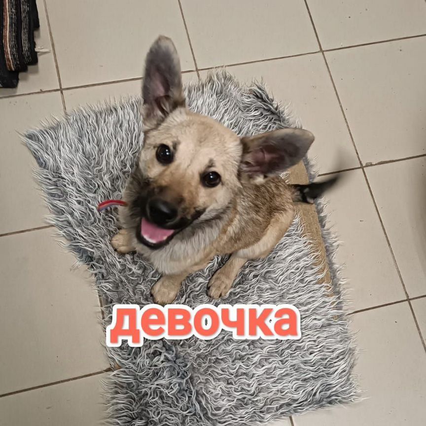 Щенок в добрые руки