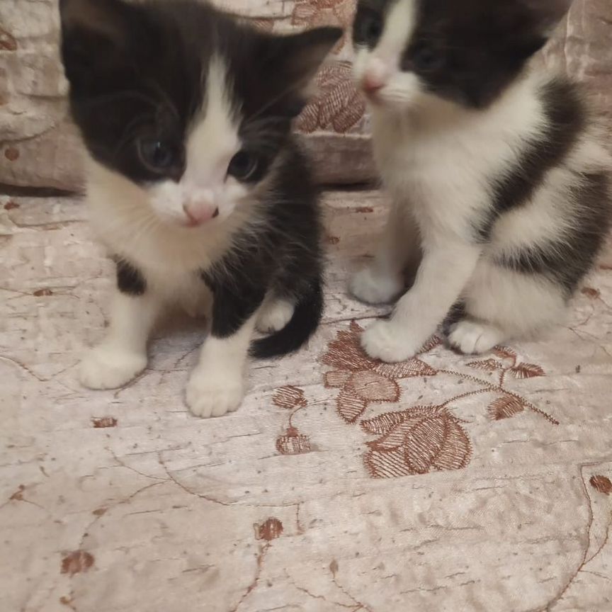 Котята 1 мес