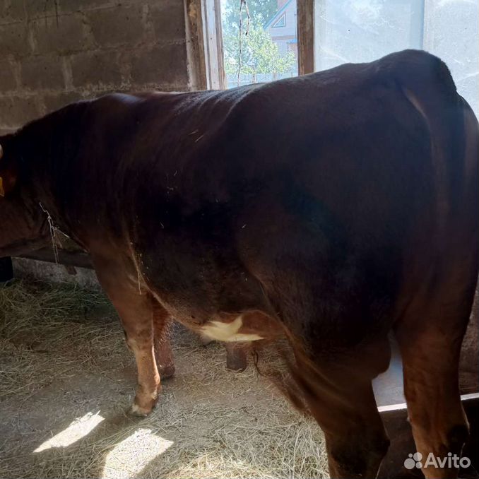 Быки на мясо