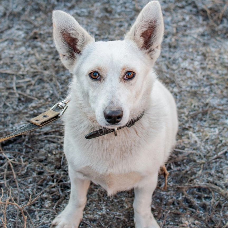 В добрые руки