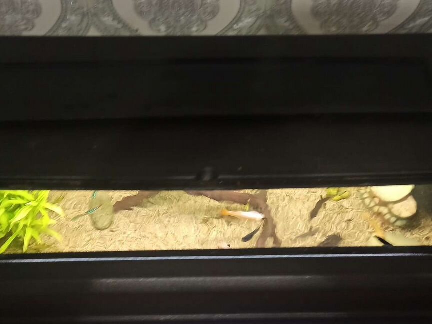 Аквариум с тумбой и рыбками 150 литров