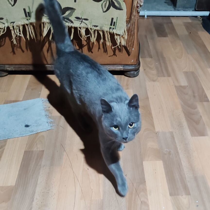 Взрослый кот в добрые руки