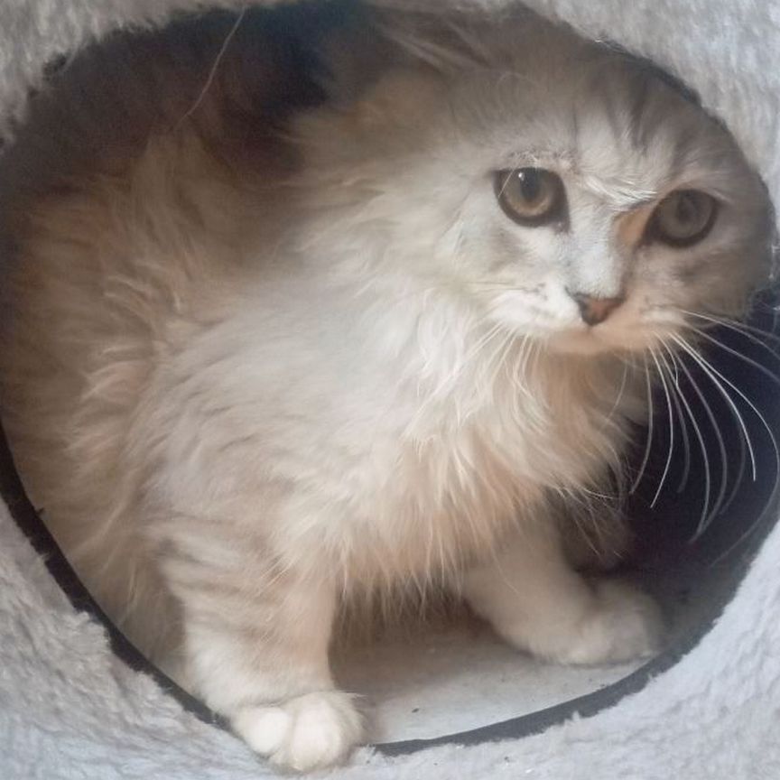 Кот