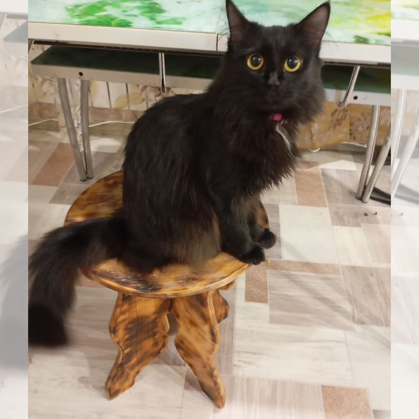 Взрослая, кошка в добрые руки