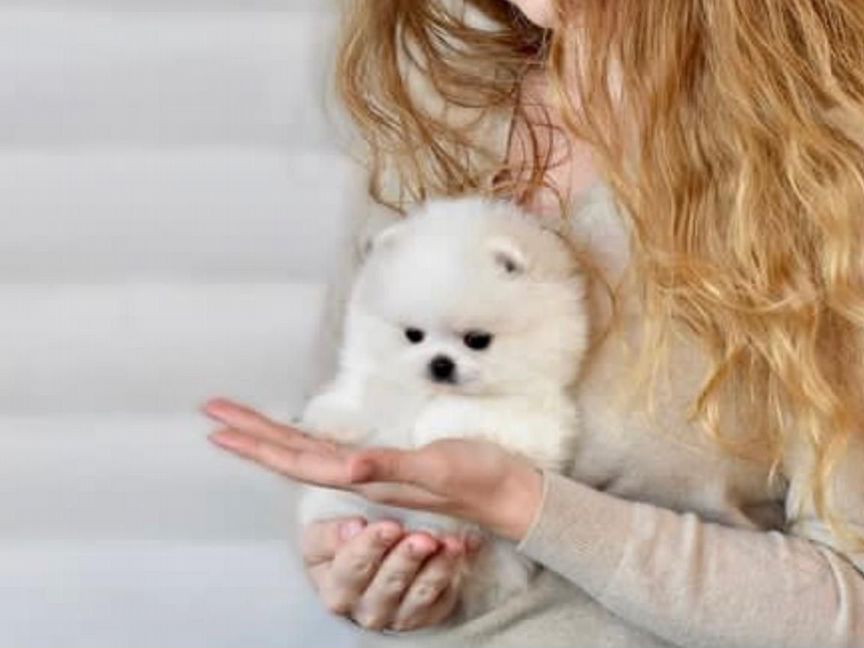 Шпицуля мишка