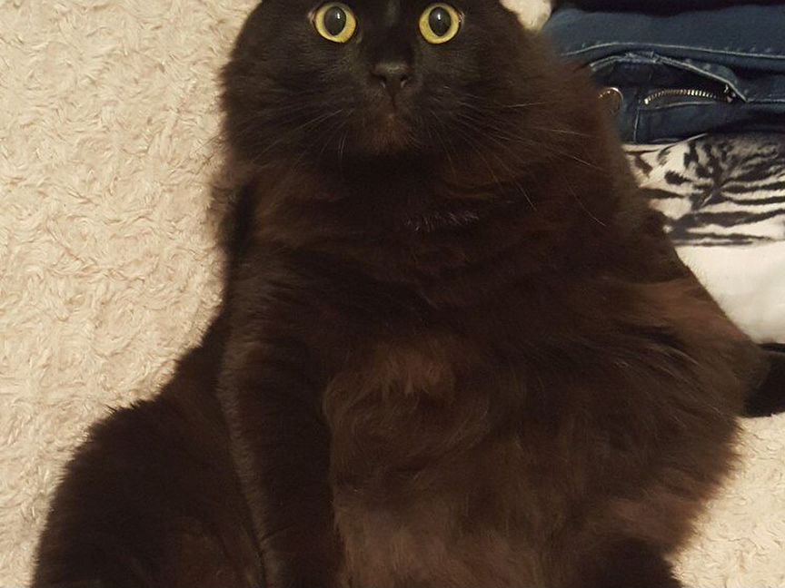 Котик в добрые руки