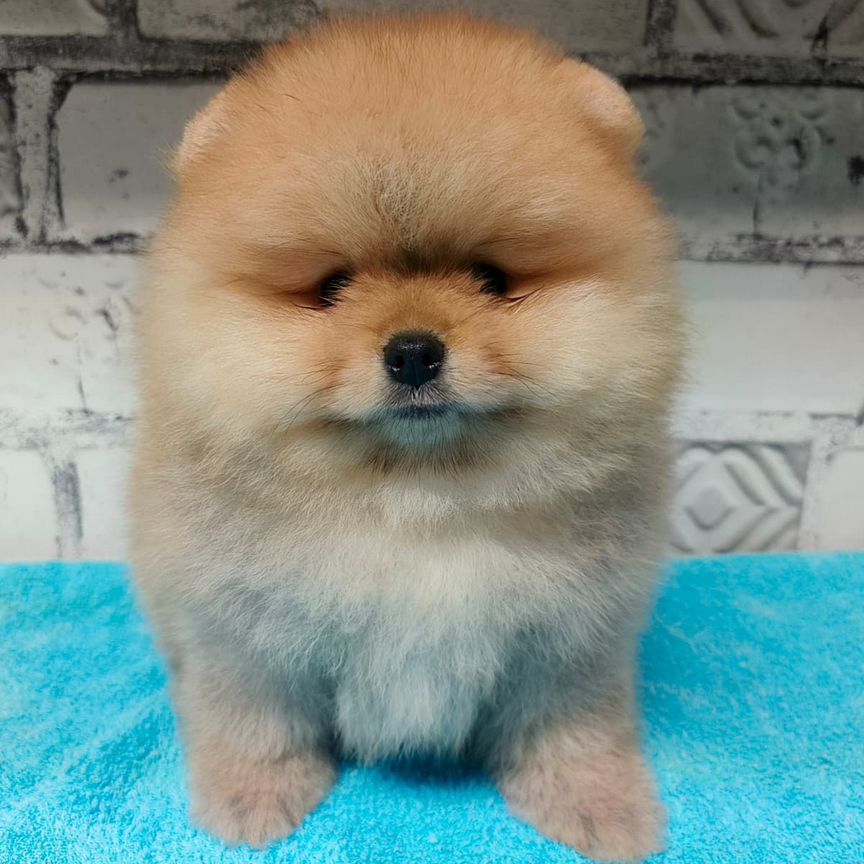 Померанский шпиц, щенок