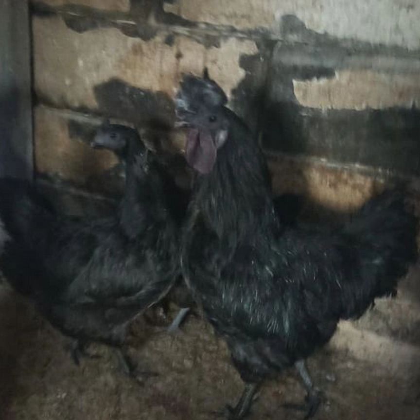 Яйца на инкубацию