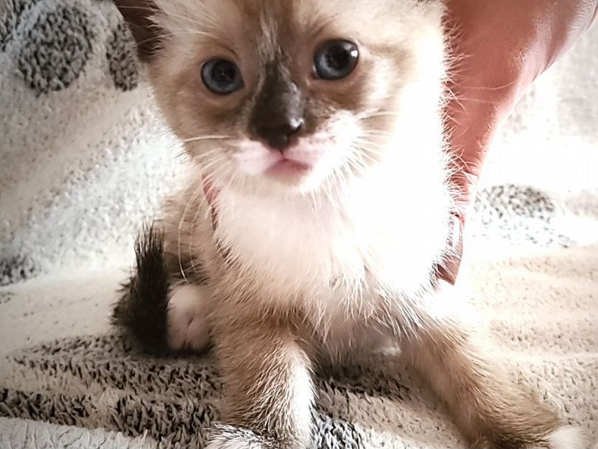 Котенок